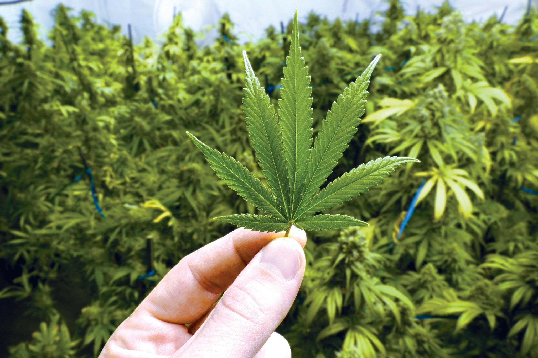 Does Getting "High" Effect Health & Fitness?