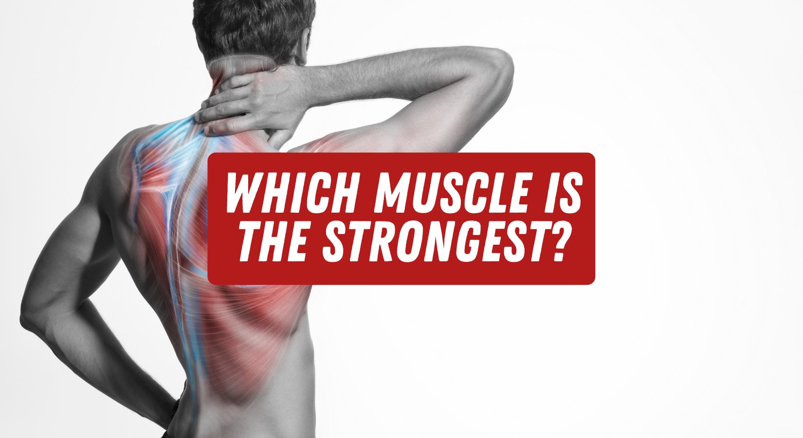 Which Muscle Is the Strongest?